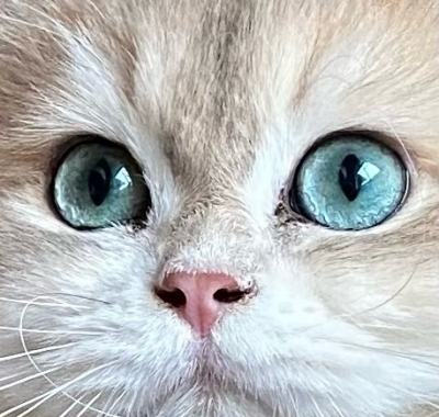 Tammy - Cat Breeder in Atlanta, Georgia