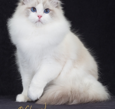 Jia Yuan - Cat Breeder in Los Angeles, California
