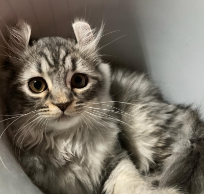 Tina - Cat Lover in Downs, Kansas