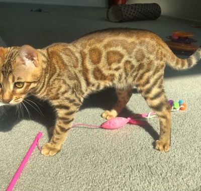 Brianna - Cat Lover in Chino, California