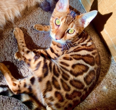 Imperial Cats Chicago - Cat Breeder in Beach Park, Illinois