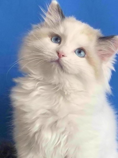 Elena - Cat Breeder in Brighton, Colorado