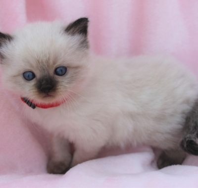 Angela J Sears - Cat Breeder in Omaha, Nebraska