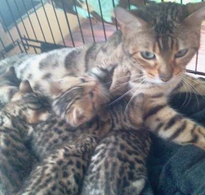 Tammy - Cat Breeder in Middleport, New York