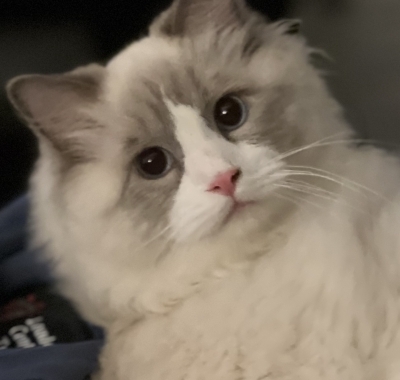 Kristi - Cat Lover in Kearneysville, West Virginia