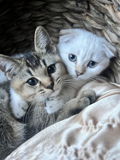 Julia - Cat Breeder in Brooklyn, New York