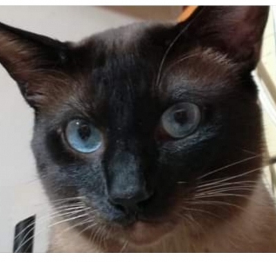 Blui - Cat Breeder in Poughkeepsie, New York