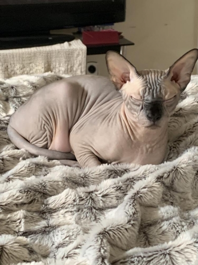 Natalia - Cat Lover in Charlotte, North Carolina