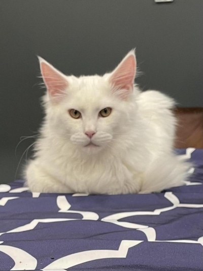 Julia - Cat Breeder in Bryn Athyn, Pennsylvania