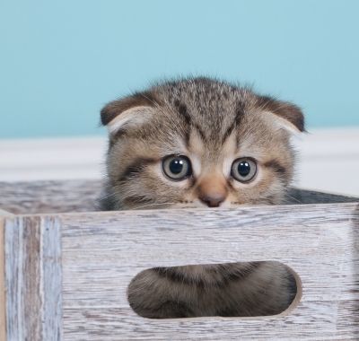 Ava - Cat Breeder in San Jose, California