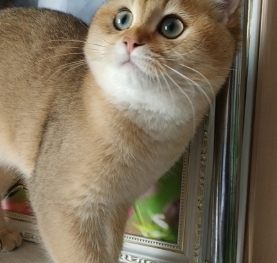 Roxy - Cat Lover in Orlando, Florida