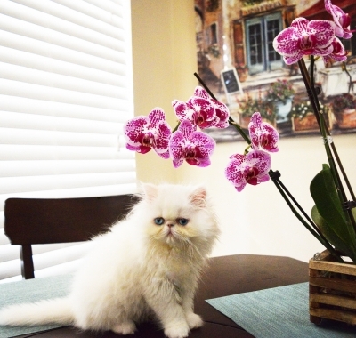 Erika - Cat Breeder in Orlando, Florida