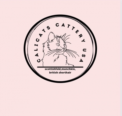 Daria CaliCats - Cat Breeder in Temecula, California