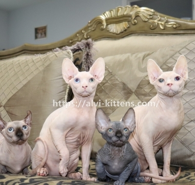 Alena - Cat Breeder in Abington, Pennsylvania