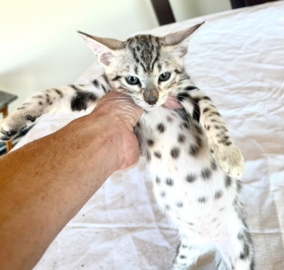 Mike - Cattery in Encinitas, California