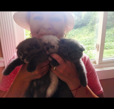 Julia - Cat Breeder in Huntington, New York