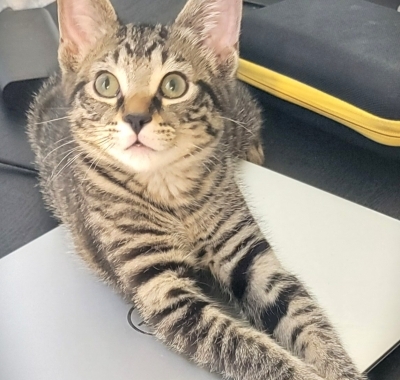 Julie - Cat Lover in Memphis, Tennessee