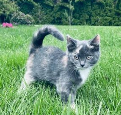 Alena - Cat Lover in Auburn, Washington