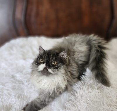 MARISEL RAMOS - Cat Breeder in Yonkers, New York