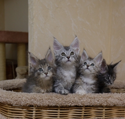 MasterCoons Cattery - Cat Breeder in Boca Raton, Florida