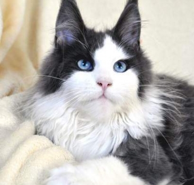 Alexandra - Cat Breeder in Newtown, Pennsylvania