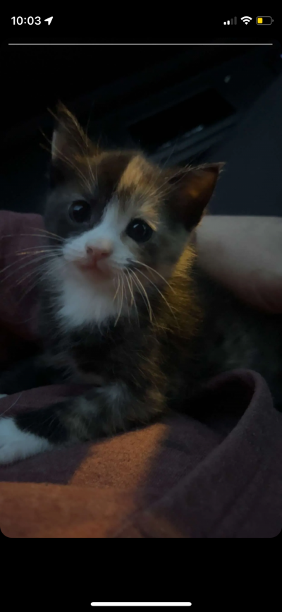 Paige - Cat Lover in Hamilton, New York