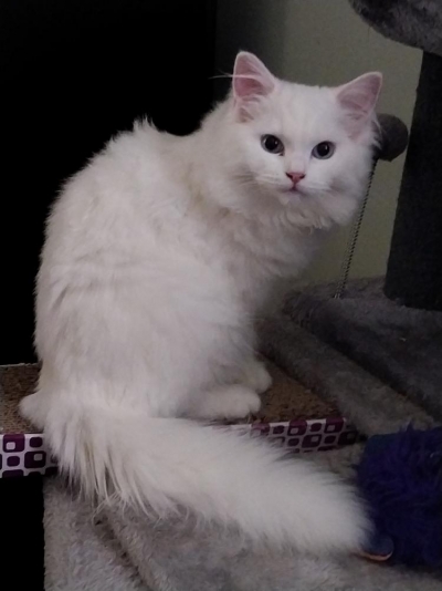 Melanie Melanie Smit - Cat Lover in Cuyahoga Falls, Ohio