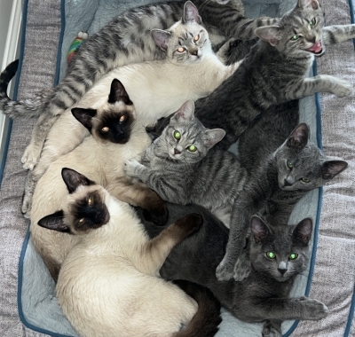 Mila - Cat Lover in Atlanta, Georgia
