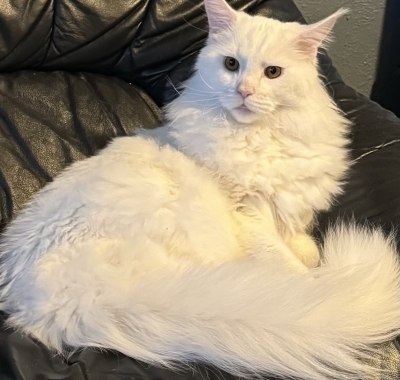 Julia - Cat Breeder in Bryn Athyn, Pennsylvania