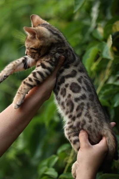 Johnny - Cat Breeder in Los Angeles, California