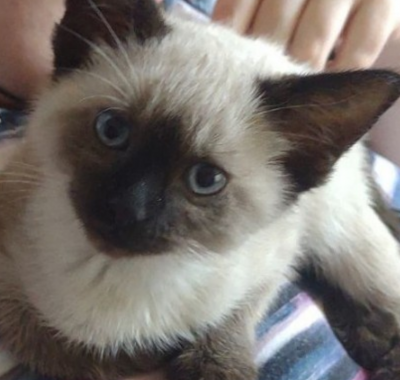 Trish - Cat Breeder in Vandergrift, Pennsylvania