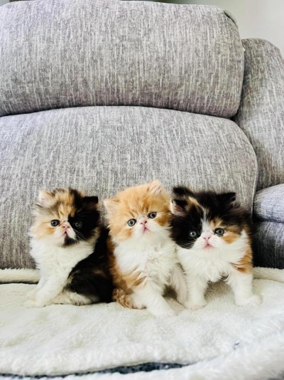Breeder Natalia - Cat Breeder in Ontario, New York