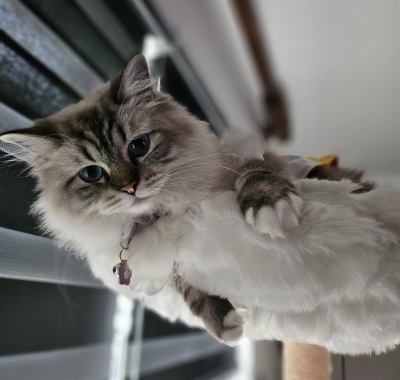 Sana - Cat Lover in Oak Brook, Illinois