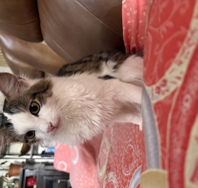 Nancy - Cat Breeder in Deer Park, New York