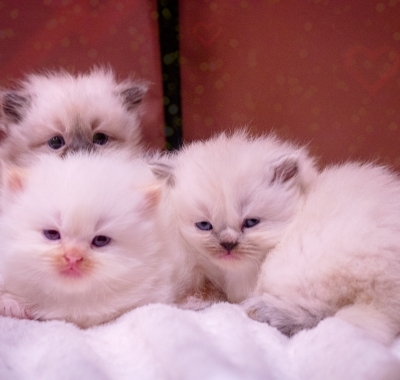 Chi - Cat Breeder in Philadelphia, Pennsylvania