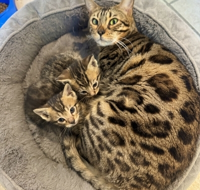Jennifer - Cat Lover in Gadsden, Alabama