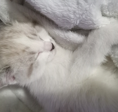 Sierra - Cat Lover in Clinton Township, Michigan