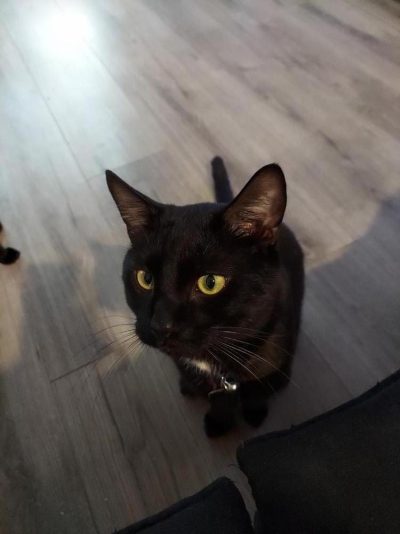 Amina - Cat Lover in Hampton, Georgia