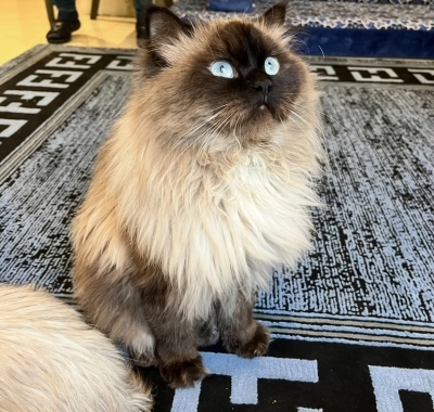 Yasmin - Cat Lover in Annandale, Virginia