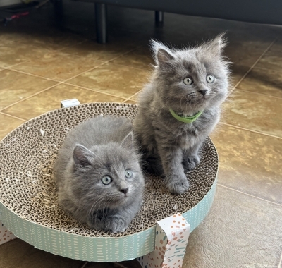 Sammy Adams - Cat Breeder in Ashburn, Virginia