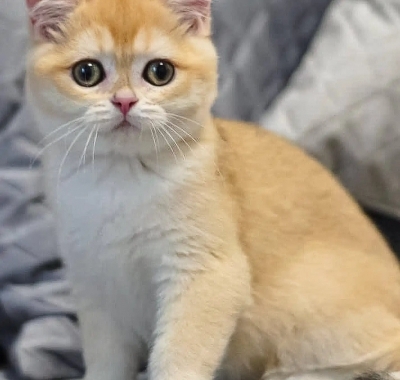 Haya - Cat Breeder in Aldie, Virginia