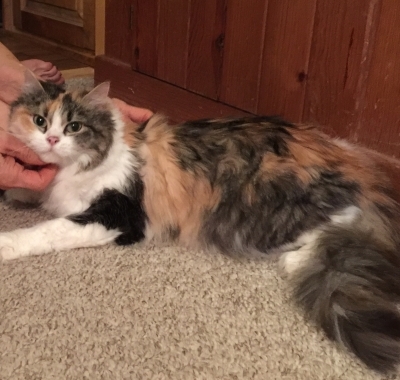 Barbara - Cat Breeder in Howell, Michigan