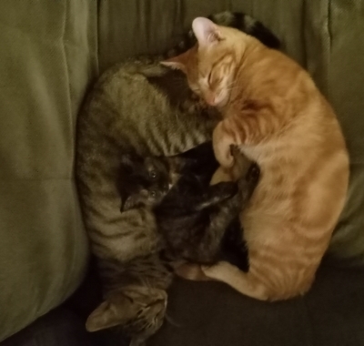 Sheila - Cat Lover in Houston, Texas
