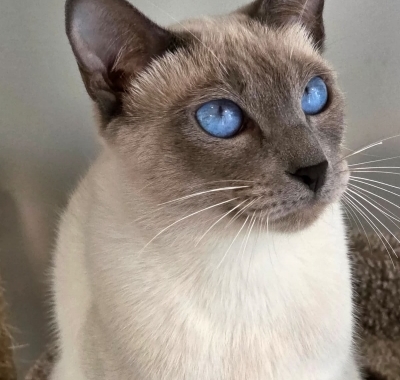 Louis - Cat Breeder in Poulsbo, Washington