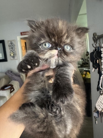 Jennifer - Cat Lover in Pico Rivera, California