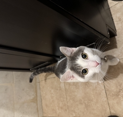 Adrian - Cat Lover in Yonkers, New York