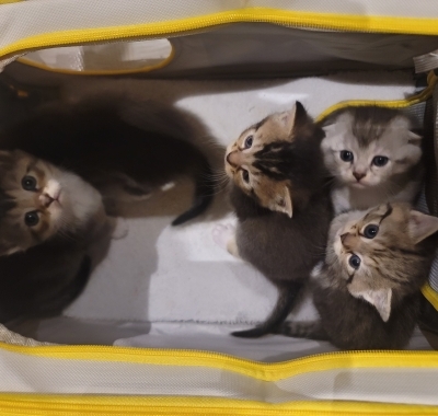 Moe - Cat Lover in Troy, New York