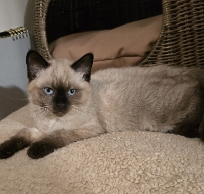 Jolene - Cat Breeder in Walworth, Wisconsin