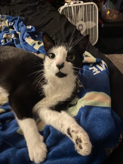 Beck - Cat Lover in St Petersburg, Florida