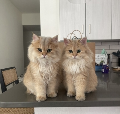 Hazel - Cat Lover in Chula Vista, California